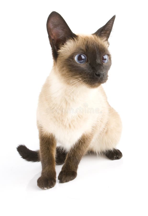 3,773 Siam Cat Stock Photos - Free & Royalty-Free Stock Photos from ...