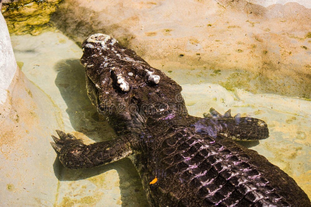 Siam crocodile in Bangkok stock photo. Image of swamp - 39089342