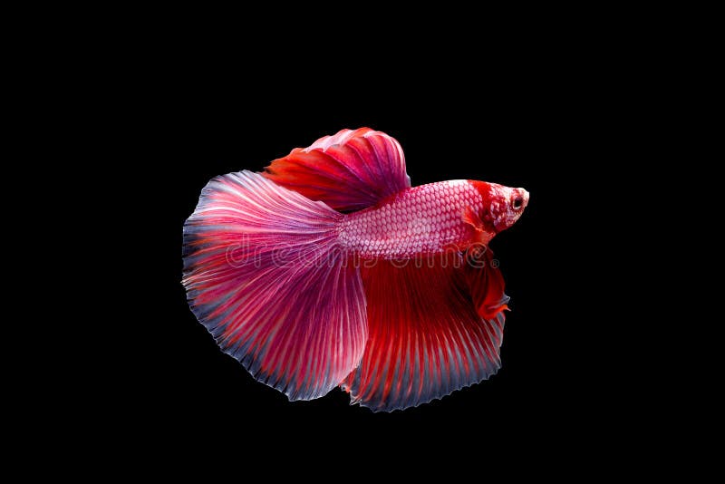 Siam Fighting Fish on Black, Betta Fish Stock Image - Image of fish ...