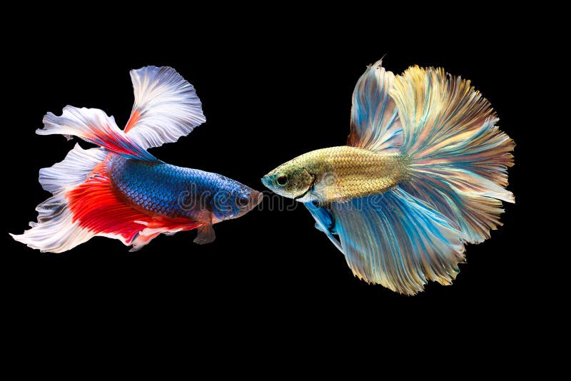 Siam Fighting Fish on Black, Betta Fish Stock Image - Image of fish ...