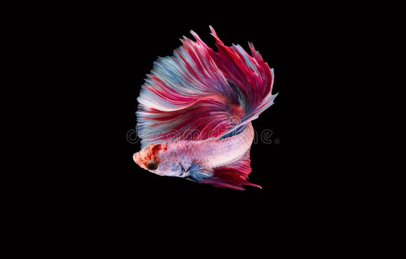 Siam Fighting Fish on Black, Betta Fish Stock Image - Image of fish ...