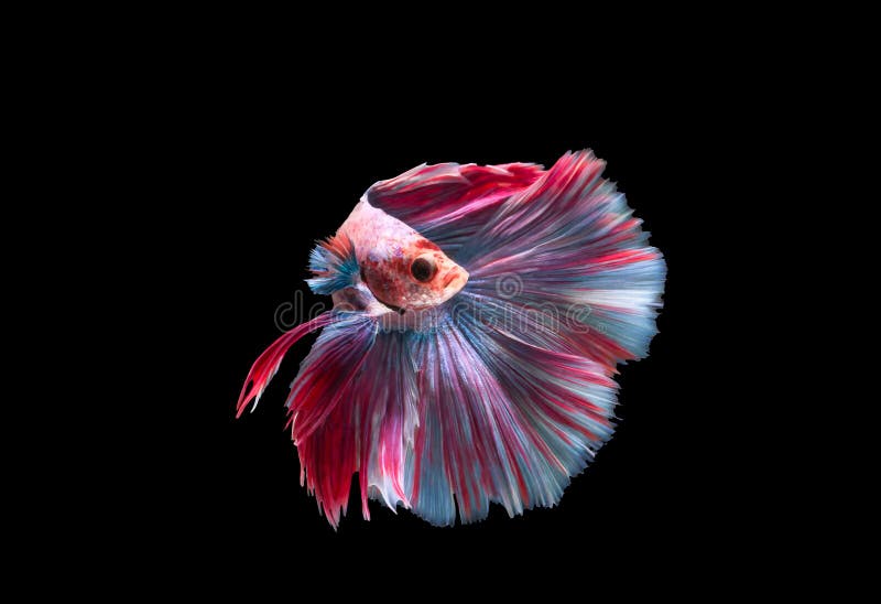 Siam Fighting Fish on Black, Betta Fish Stock Photo - Image of ...