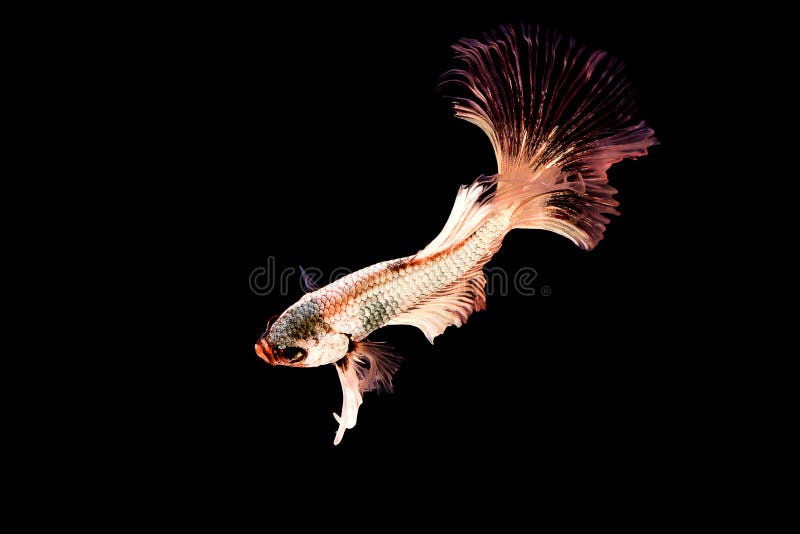 Siam Fighting Fish on Black, Betta Fish Stock Image - Image of fish ...