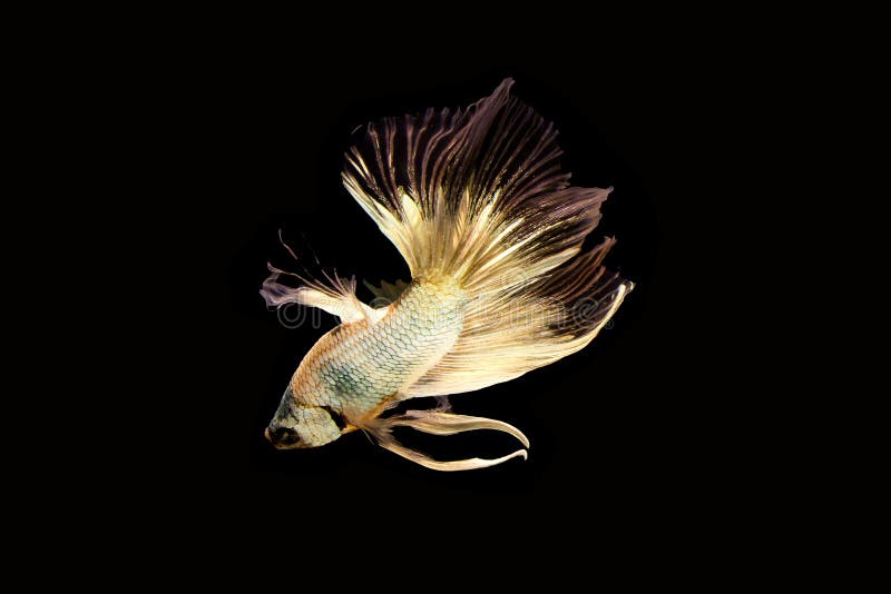 Siam Fighting Fish on Black, Betta Fish Stock Photo - Image of ...