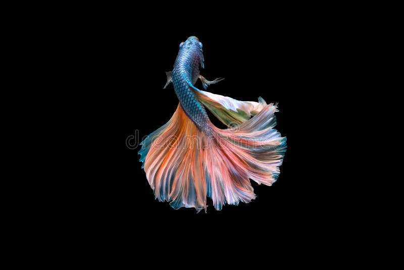 Siam Fighting Fish on Black, Betta Fish Stock Image - Image of fish ...