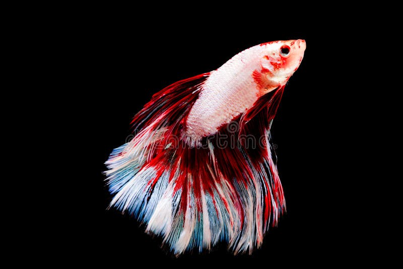 Siam Fighting Fish on Black, Betta Fish Stock Photo - Image of ...