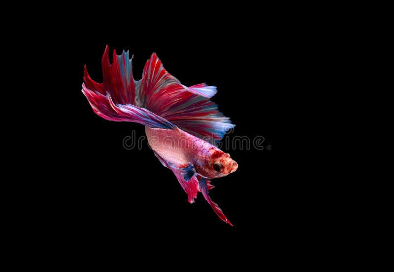 Siam Fighting Fish on Black, Betta Fish Stock Photo - Image of ...
