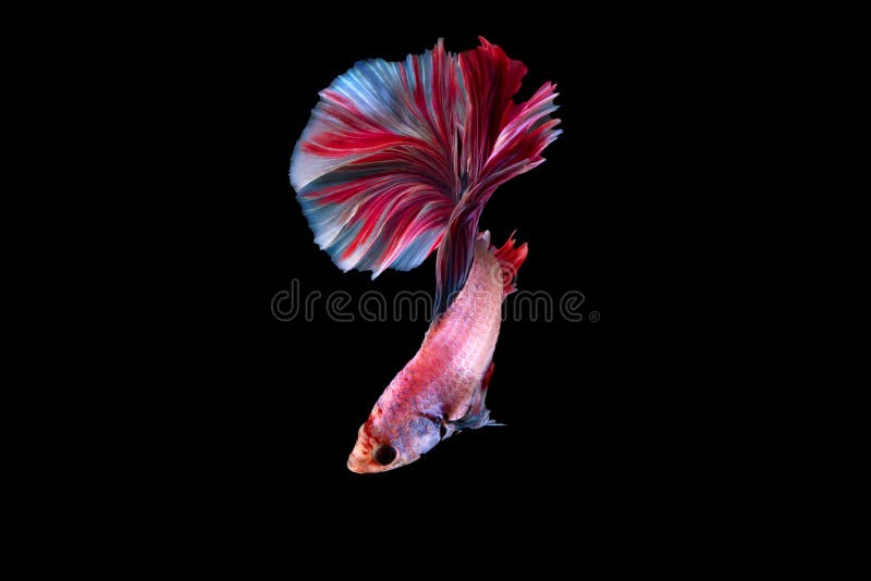 Siam Fighting Fish on Black, Betta Fish Stock Photo - Image of ...