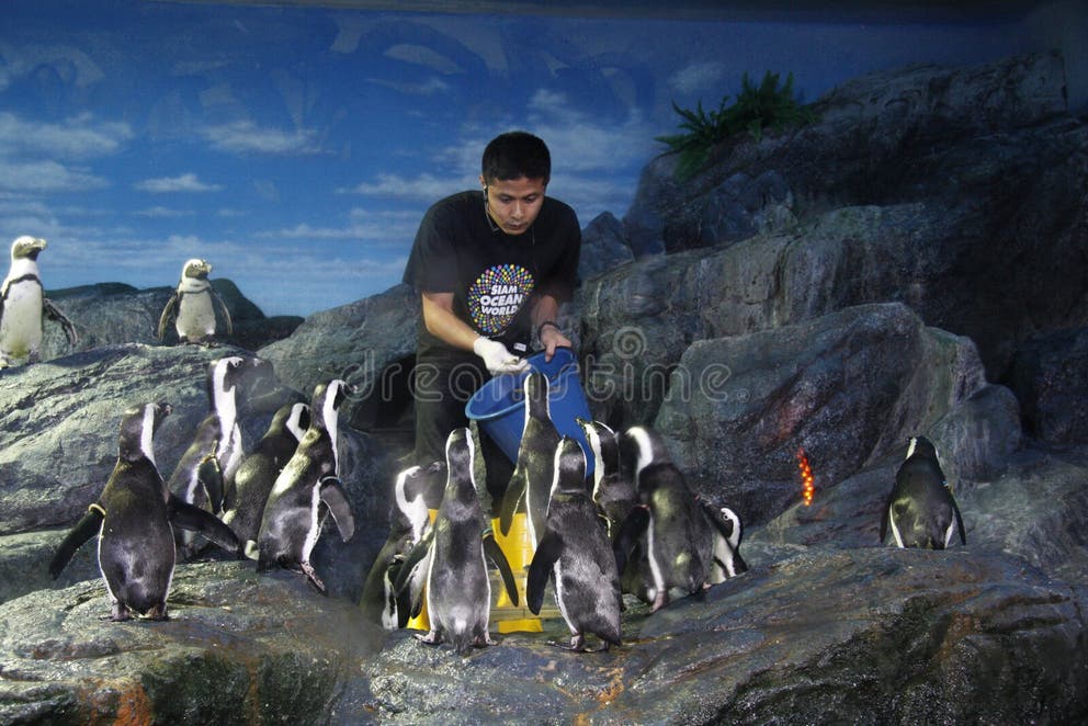 Siam Ocean World editorial stock photo. Image of attractive - 24852963