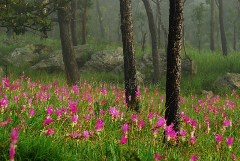 Siam tulip flower and tree stock image. Image of flower - 18747041