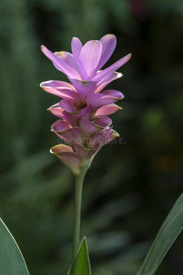 Siam Tulip Or Tulip Ginger Curcuma Alismatifolia Stock Image Image Of Siam Tulip 254468511