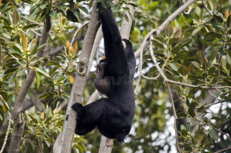 101 Macaco Gritando Fotos - Fotos de Stock Gratuitas e Fotos Royalty ...