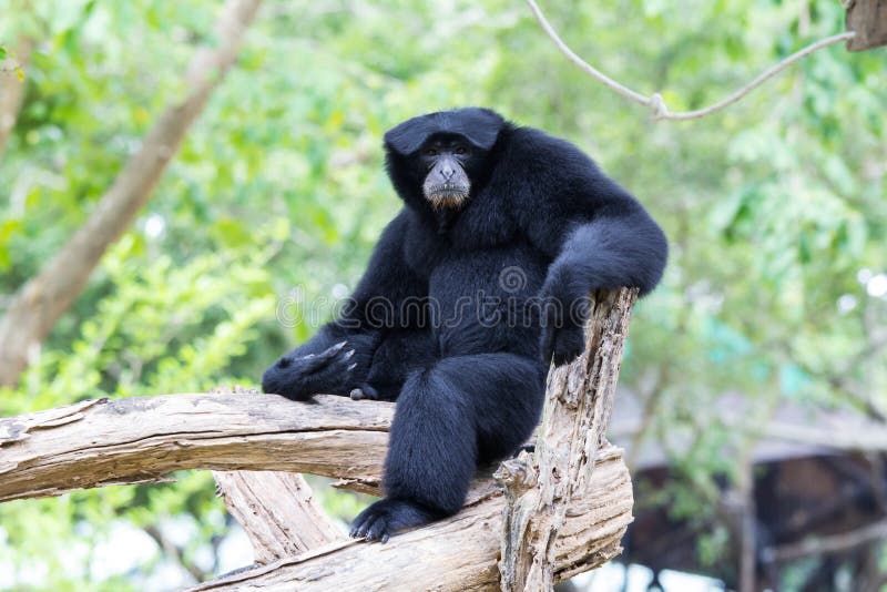 Siamang Gibbon stock photo. Image of active, siamang - 25122168