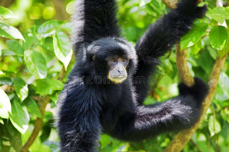 Siamang Gibbon stock photo. Image of black, jungle, primate - 38272584
