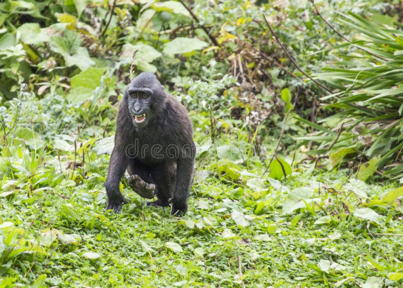 Siamang Gibbon stock photo. Image of endangered, nature - 49379528