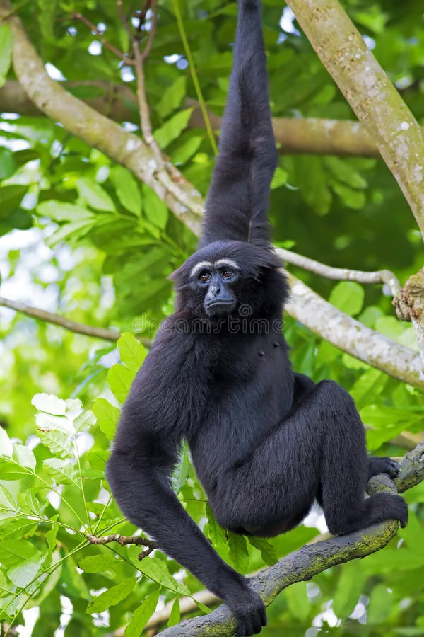 Siamang Gibbon stock photo. Image of agile, gibbon, social - 35345920