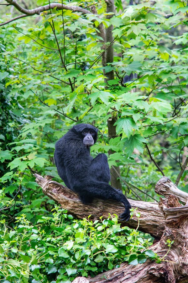 Siamang Gibbon monkey stock image. Image of beautiful - 170999935