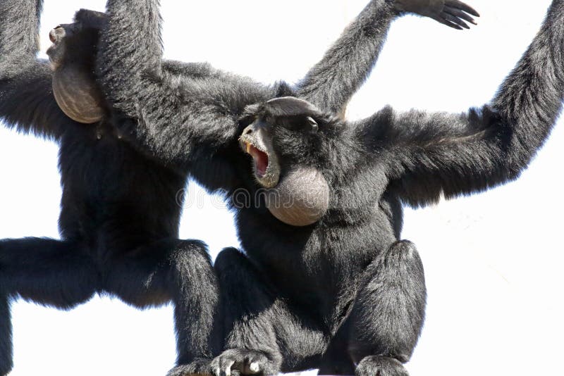 138 Gibbon Couple Stock Photos - Free & Royalty-Free Stock Photos from ...