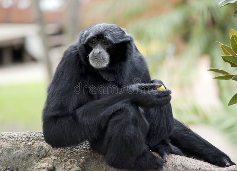The Siamang Monkey is Black with a Grey Face Stock Photo - Image of ...