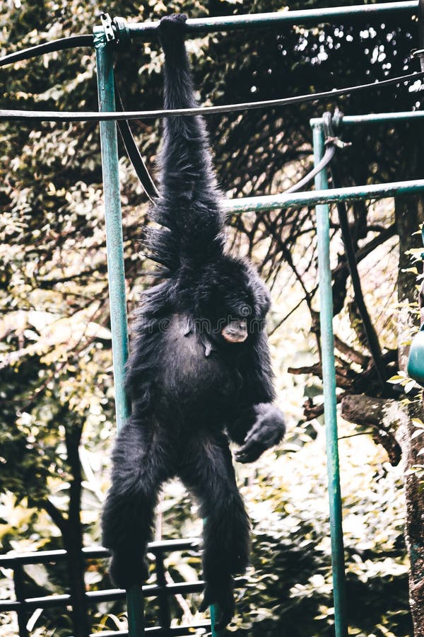 Siamang primate stock image. Image of siamang, hand - 264857399