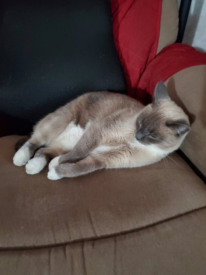 Siamesa en masas imagen de archivo. Imagen de barbas - 269788847