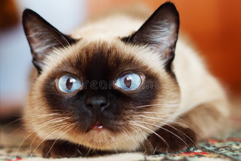 1,103 Siamese Tiger Fisk Stock Photos - Free & Royalty-Free Stock ...