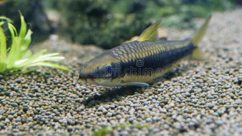 Crossocheilus Siamensis Tropical Fish Swimming in an Aquarium Stock ...