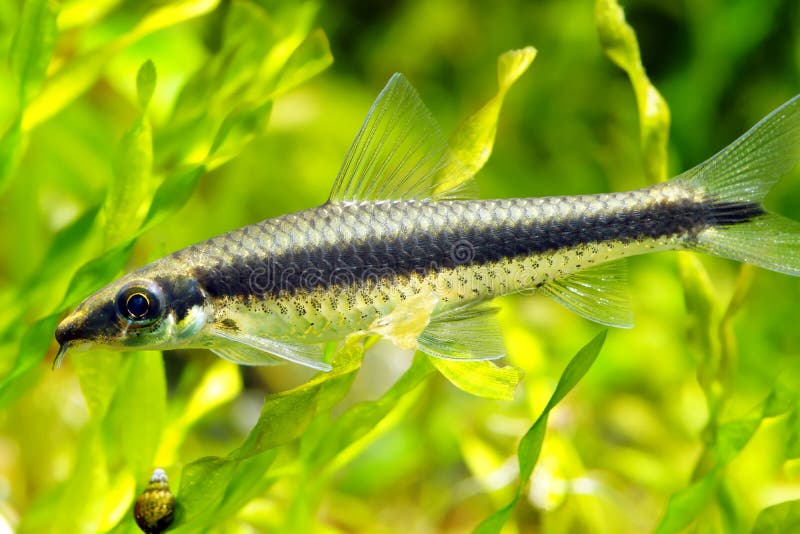Siamese Algae Eater stock photo. Image of black, nature - 182869098