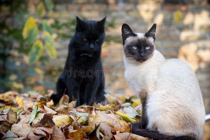 Black Half Siamese Cat