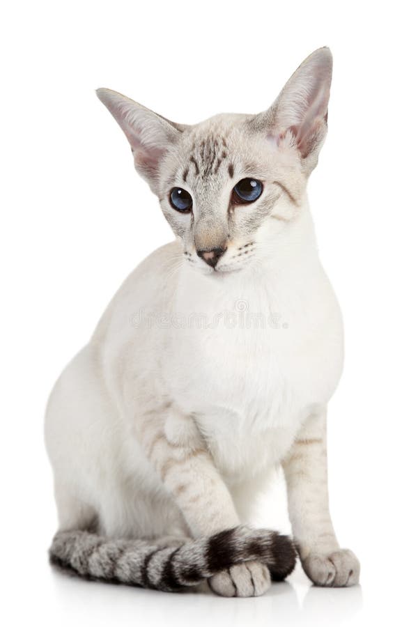 Blue point himalayan cat stock photo. Image of pedigree - 661234
