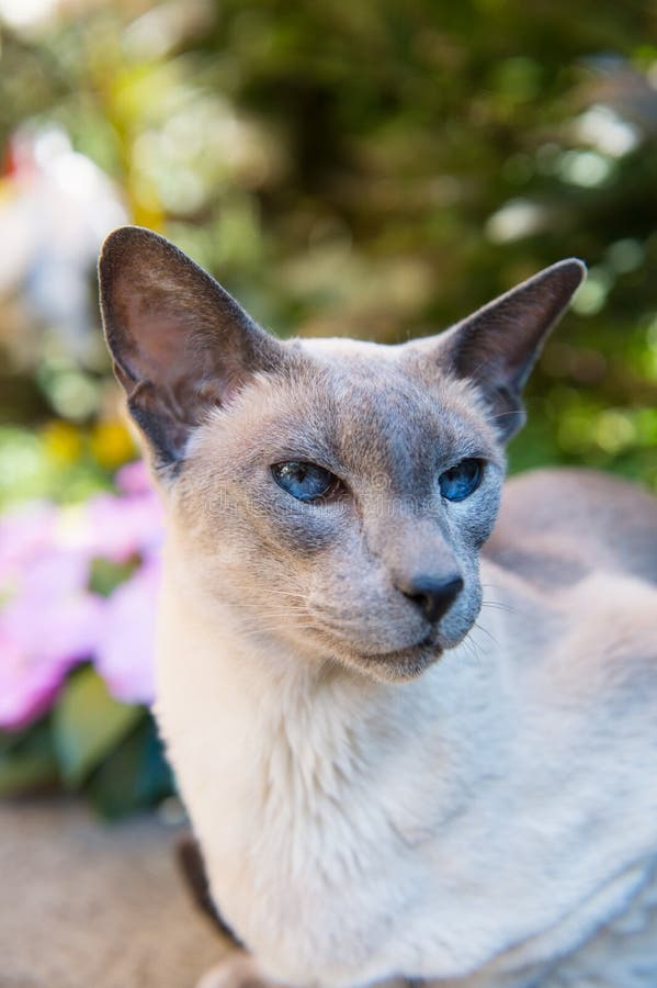 Siamese Cat with Blue Eye Sitting on White Background. Blue Diamond Cat ...