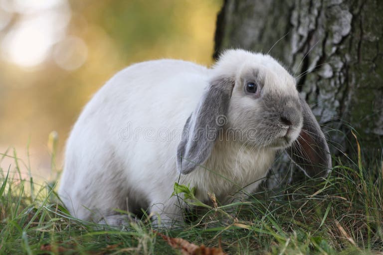 Siamese-blue Rabbit stock photo. Image of countryside - 25681052