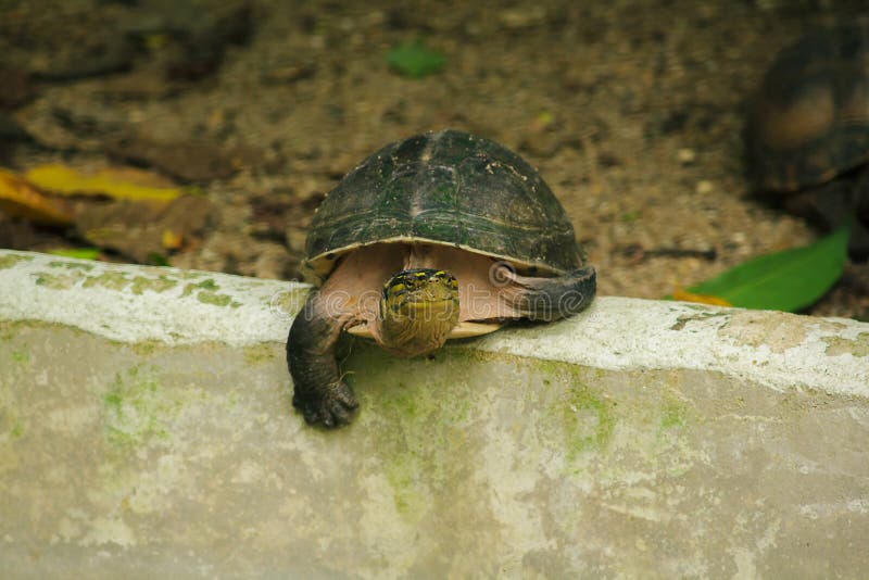 Siamese Box Terrapin .Shaped Like Turtles, but with a Higher Curved ...