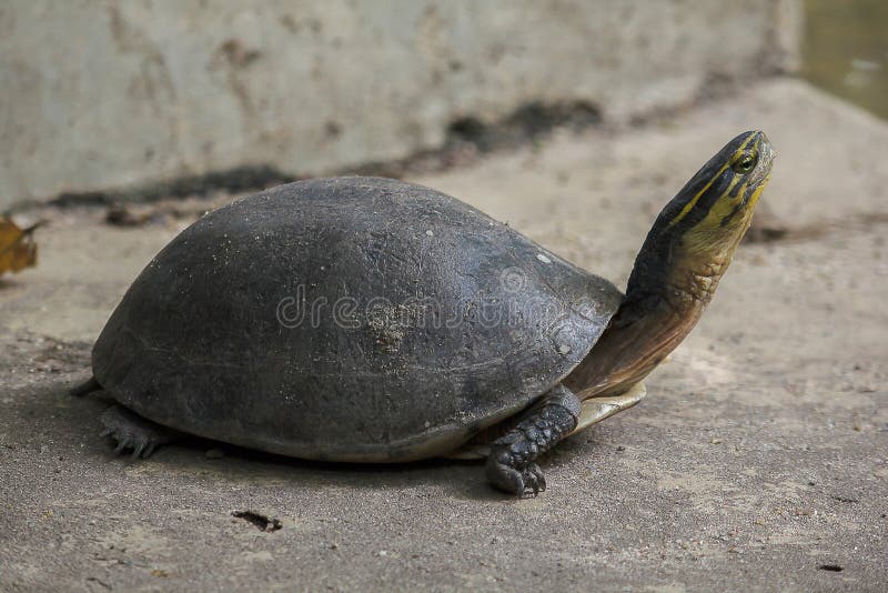 Siamese Box Terrapin .Shaped Like Turtles, but with a Higher Curved ...
