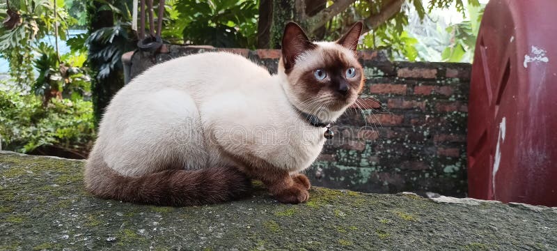 Siamese Brown Legs Tail Cat Stock Photo - Image of siamese, legs: 264425440