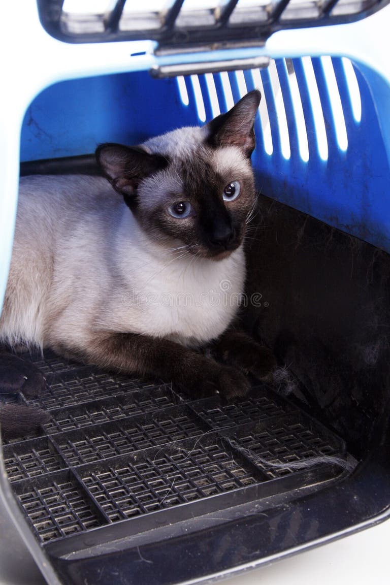 896 Cat Anxiety Lollipops Stock Photos - Free & Royalty-Free Stock ...