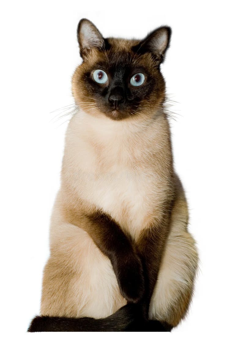 20,274 Siamese Cat Toasting Stock Photos - Free & Royalty-Free Stock ...