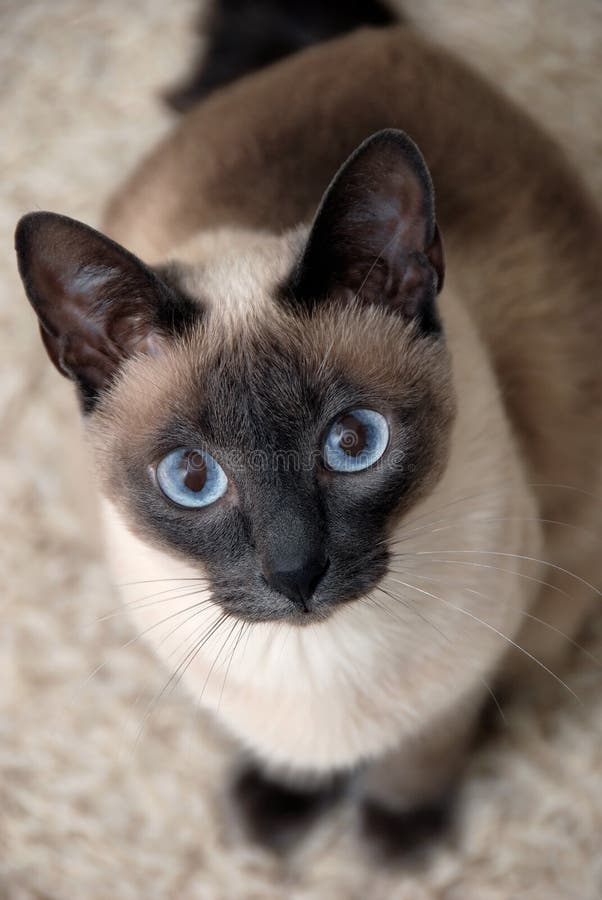 20,301 Siamese Cat Stock Photos - Free & Royalty-Free Stock Photos from ...