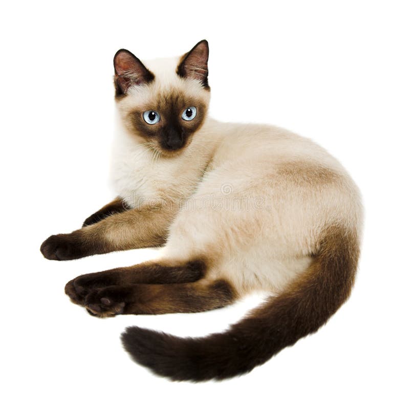 20,274 Siamese Cat Toasting Stock Photos - Free & Royalty-Free Stock ...