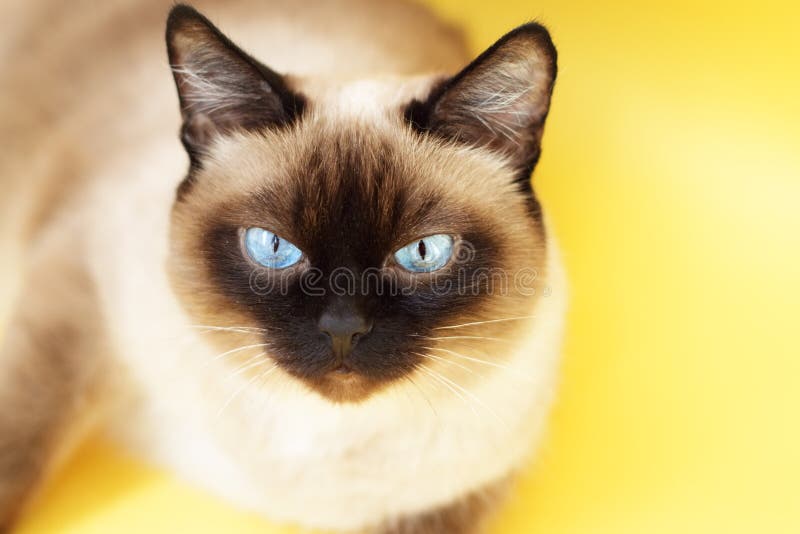 1,552 Yellow Siamese Cat Stock Photos - Free & Royalty-Free Stock ...