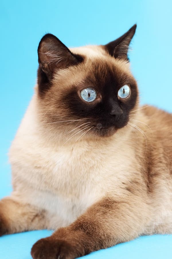 Siamese cat stock photo. Image of siamese, pussycat, softness - 9586520