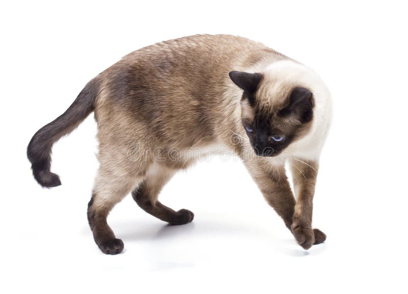 20,301 Siamese Cat Stock Photos - Free & Royalty-Free Stock Photos from ...
