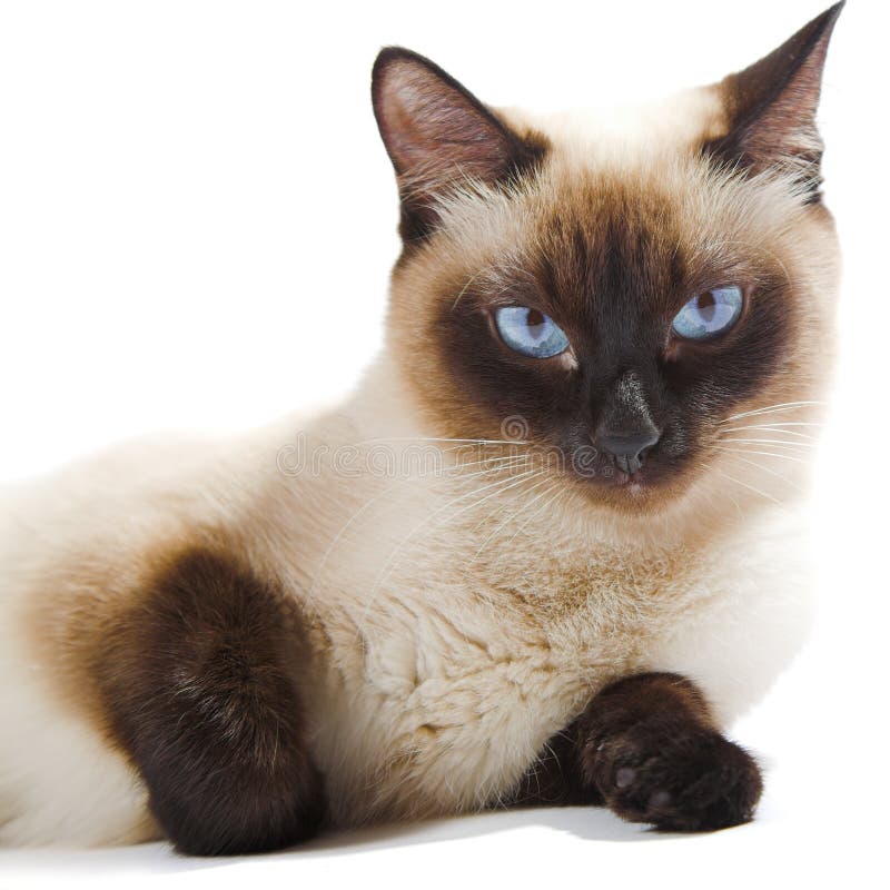 270+ Siamese cat Free Stock Photos - StockFreeImages