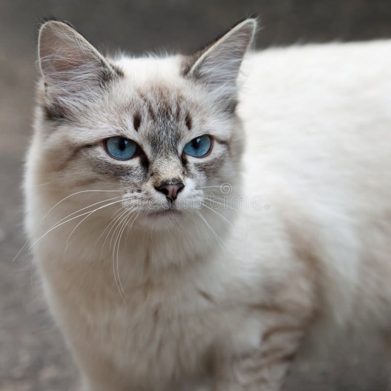 Siamese cat stock image. Image of small, purebred, blue - 19956241