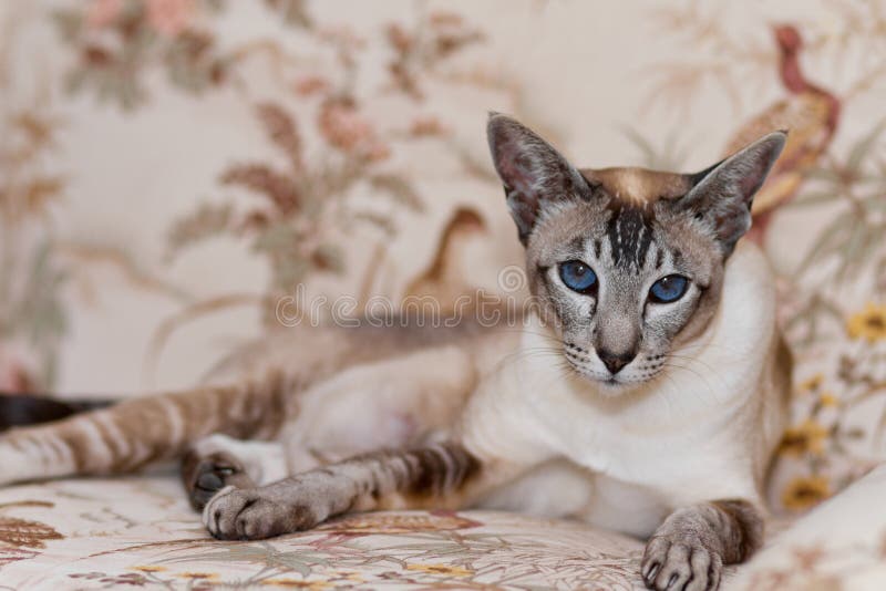 Siamese cat stock photo. Image of blue, breed, siamese - 23289856