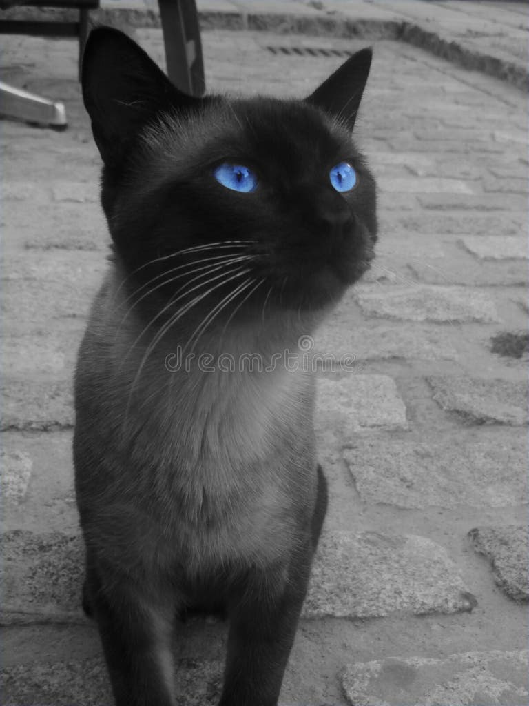 425 Can Cat Have Stock Photos - Free & Royalty-Free Stock Photos from ...