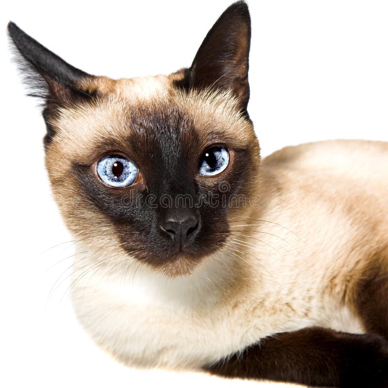 Siamese cat stock photo. Image of pussycat, domestic, staring - 6862766
