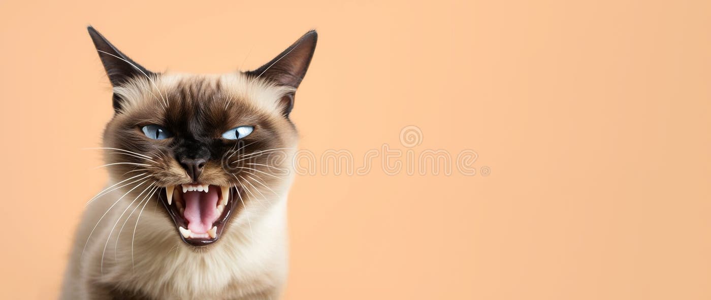 Angry Siamese Cat Stock Illustrations – 77 Angry Siamese Cat Stock ...