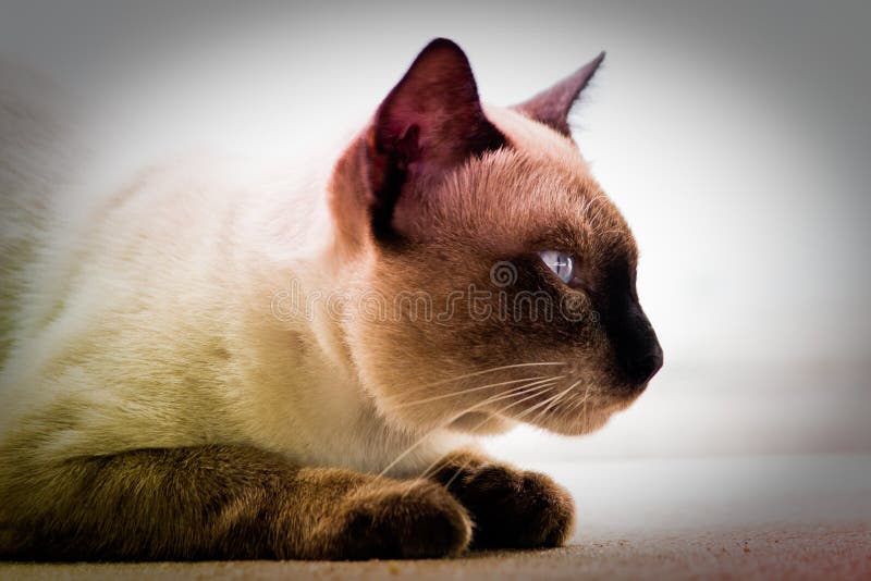 Siamese Cat on the Background Stock Photo - Image of beige, siam: 98633830