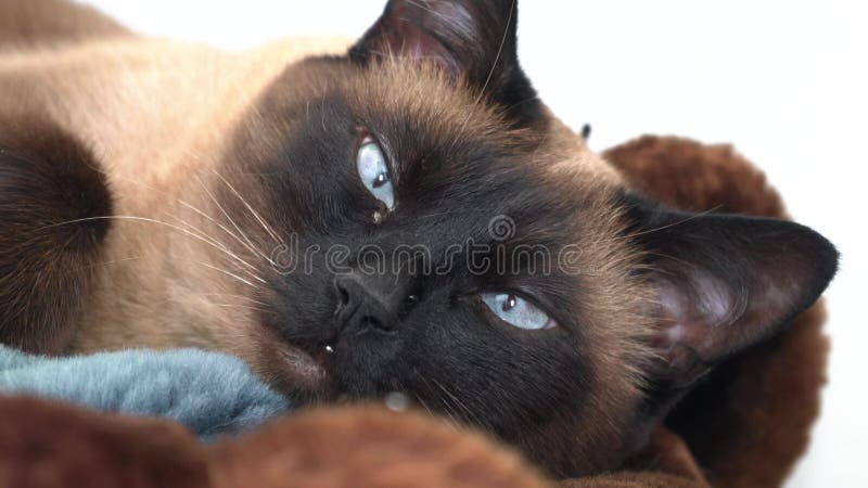Siamese Cat Resting on a Fur Bed Stock Video - Video of animal, looking ...